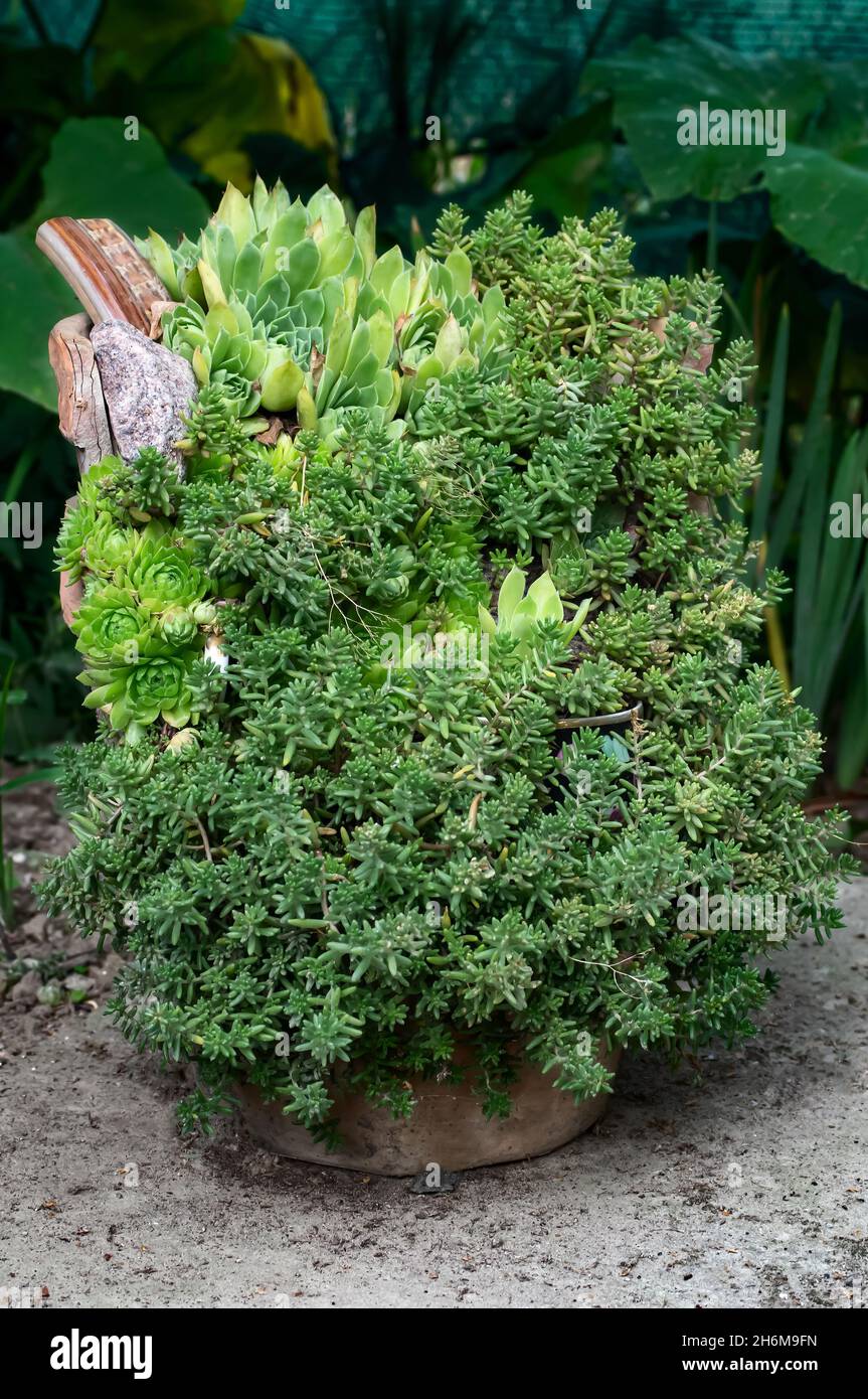 Flower arrangement of different varieties of green rosettes of ...