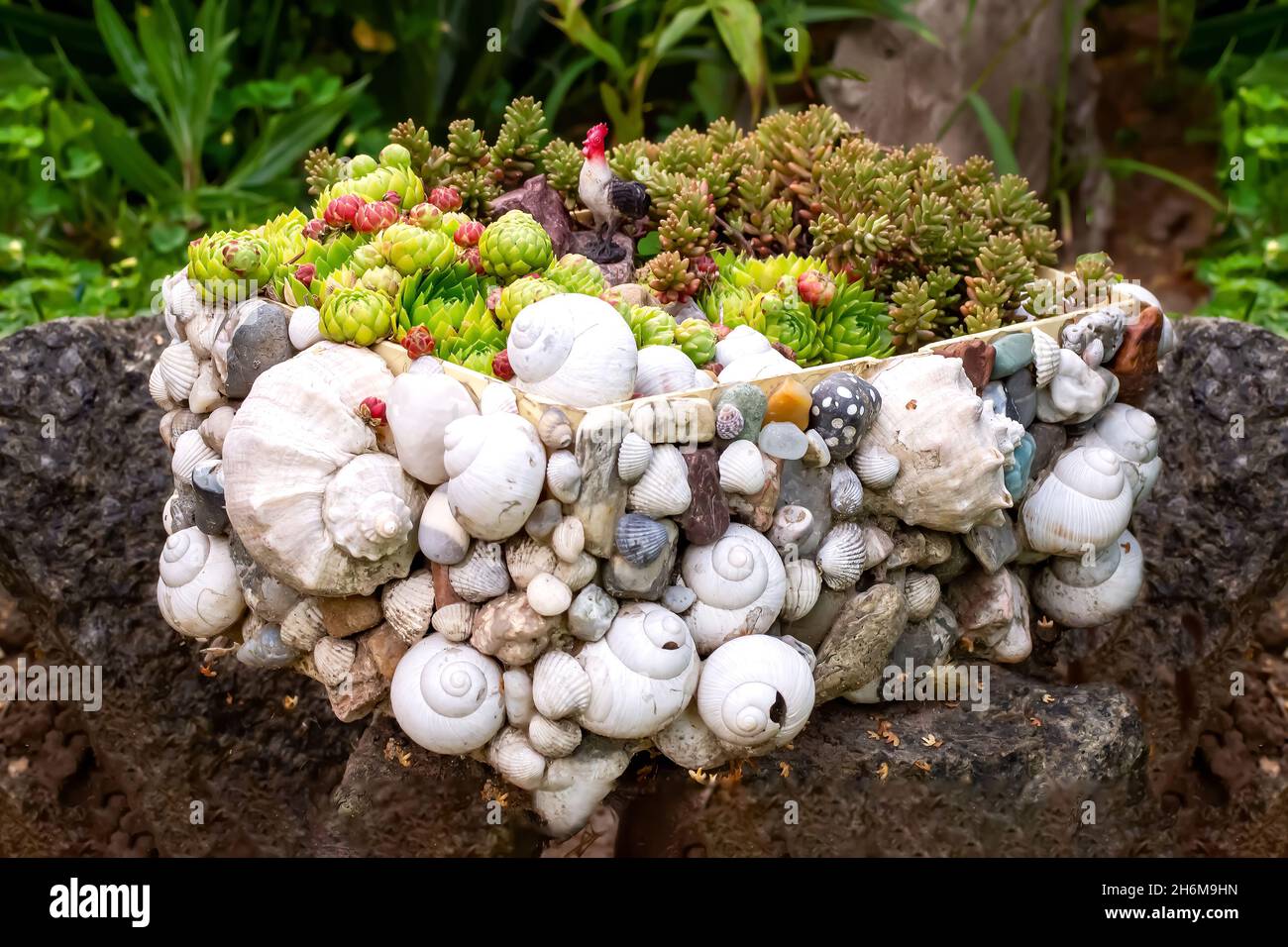 Flower arrangement of green rosettes of succulents in a pots of shells ...