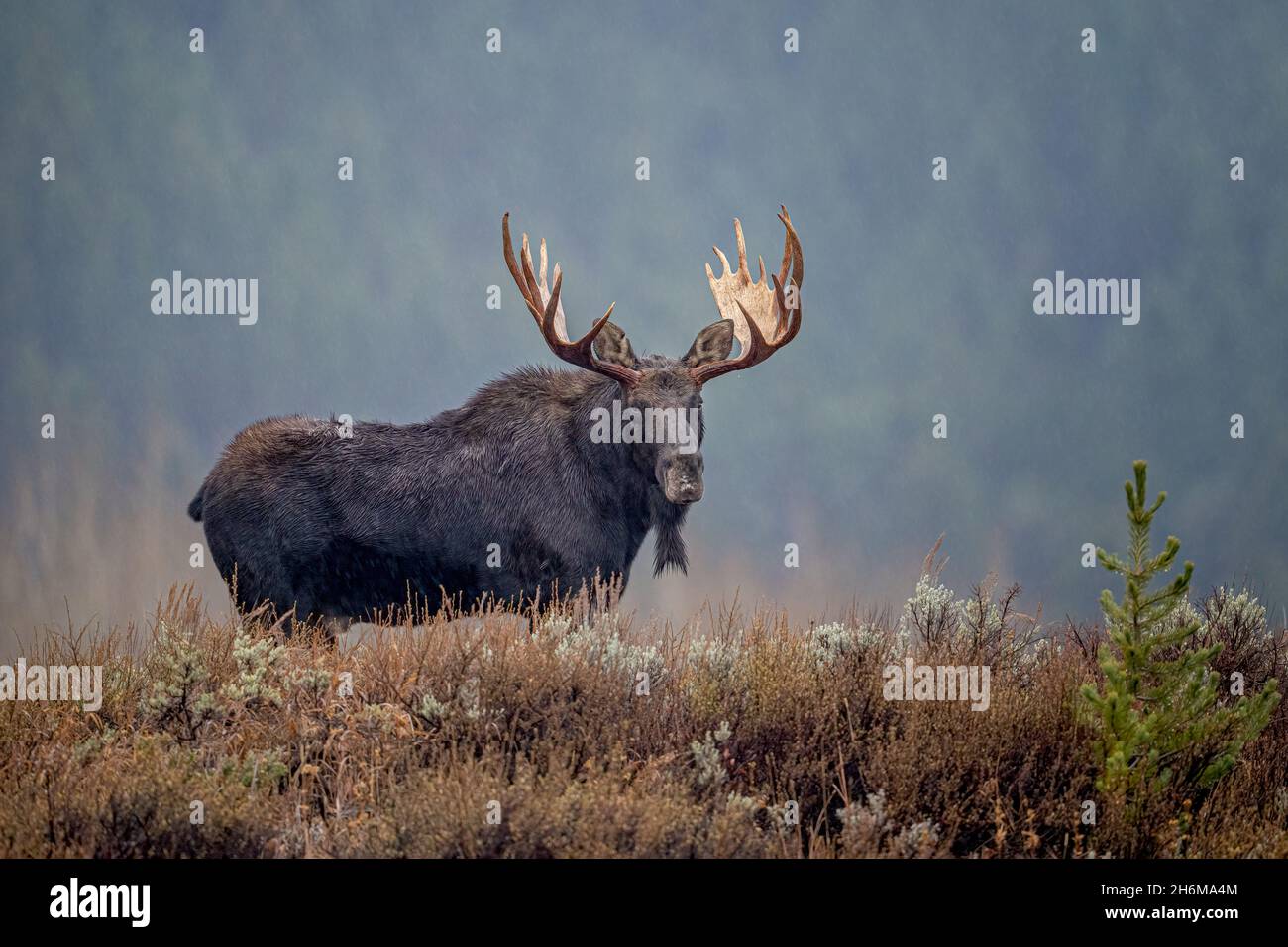 Trophy shiras moose hi-res stock photography and images - Alamy
