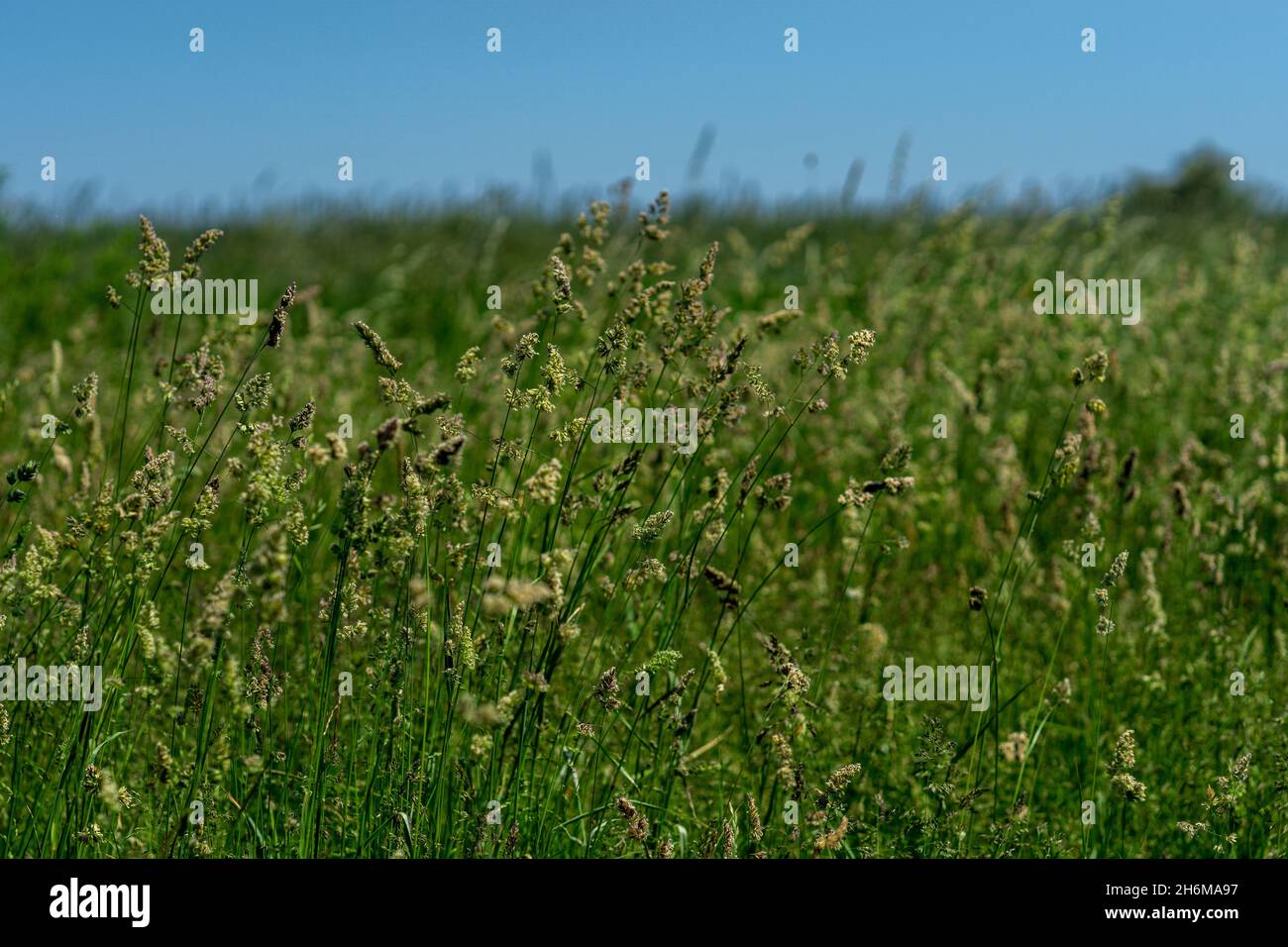 Growing rice weeds hi-res stock photography and images - Alamy