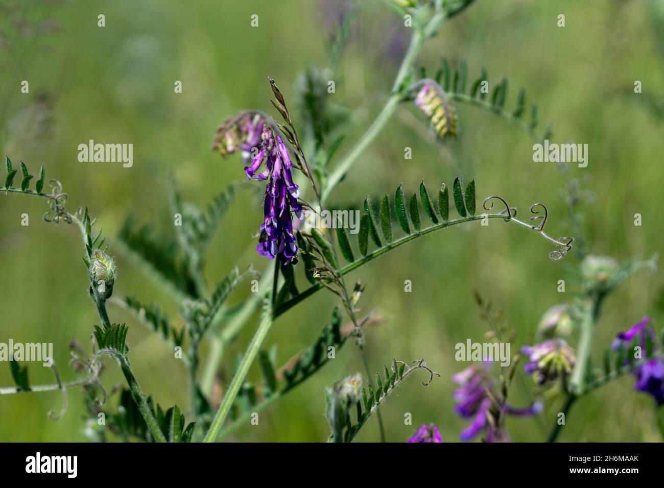 Selective of cow vetch (Vicia cracca) flower in a fiel Stock Photo - Alamy