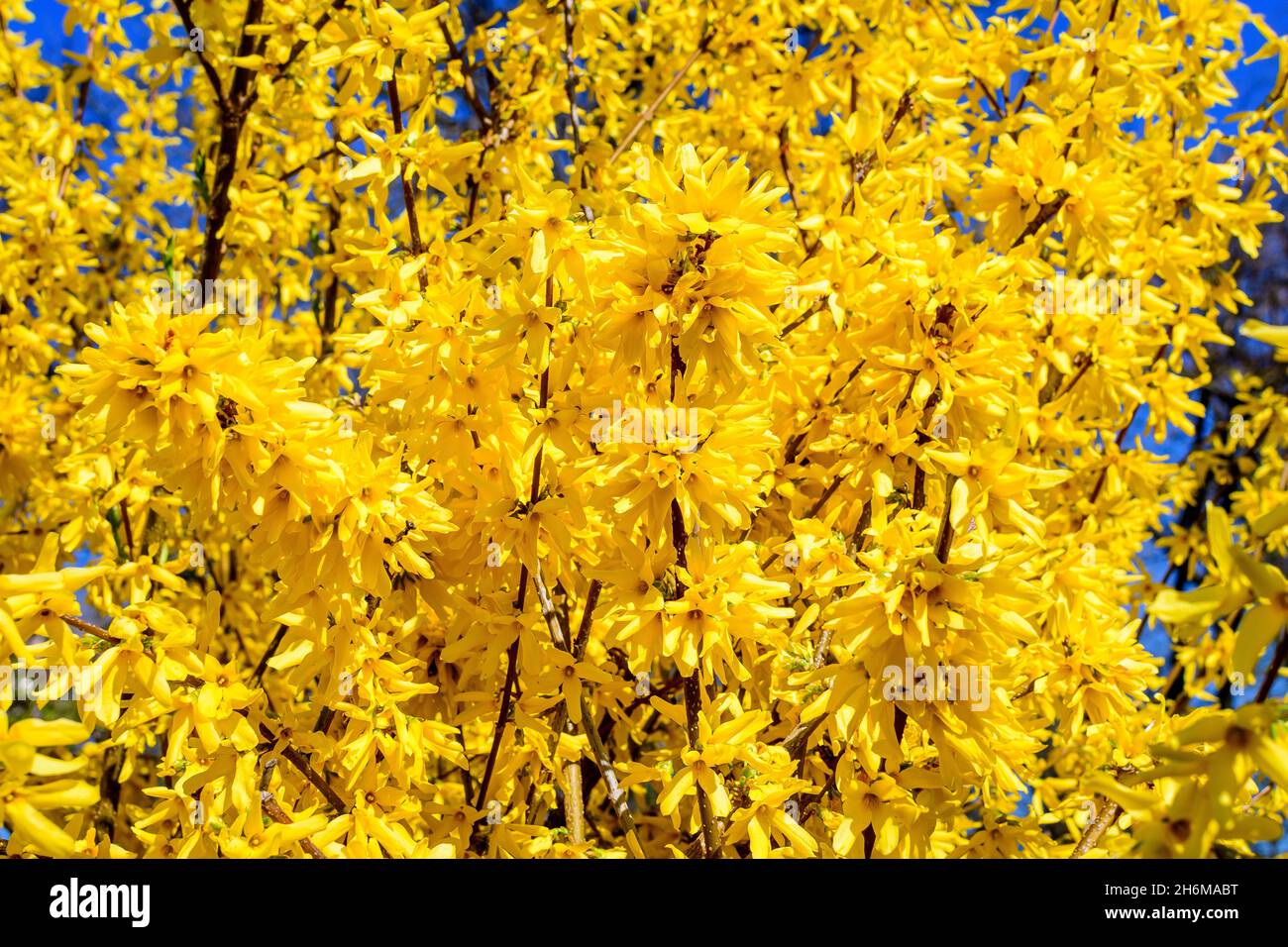 Close up of branches of a large bush of yellow flowers of Forsythia ...