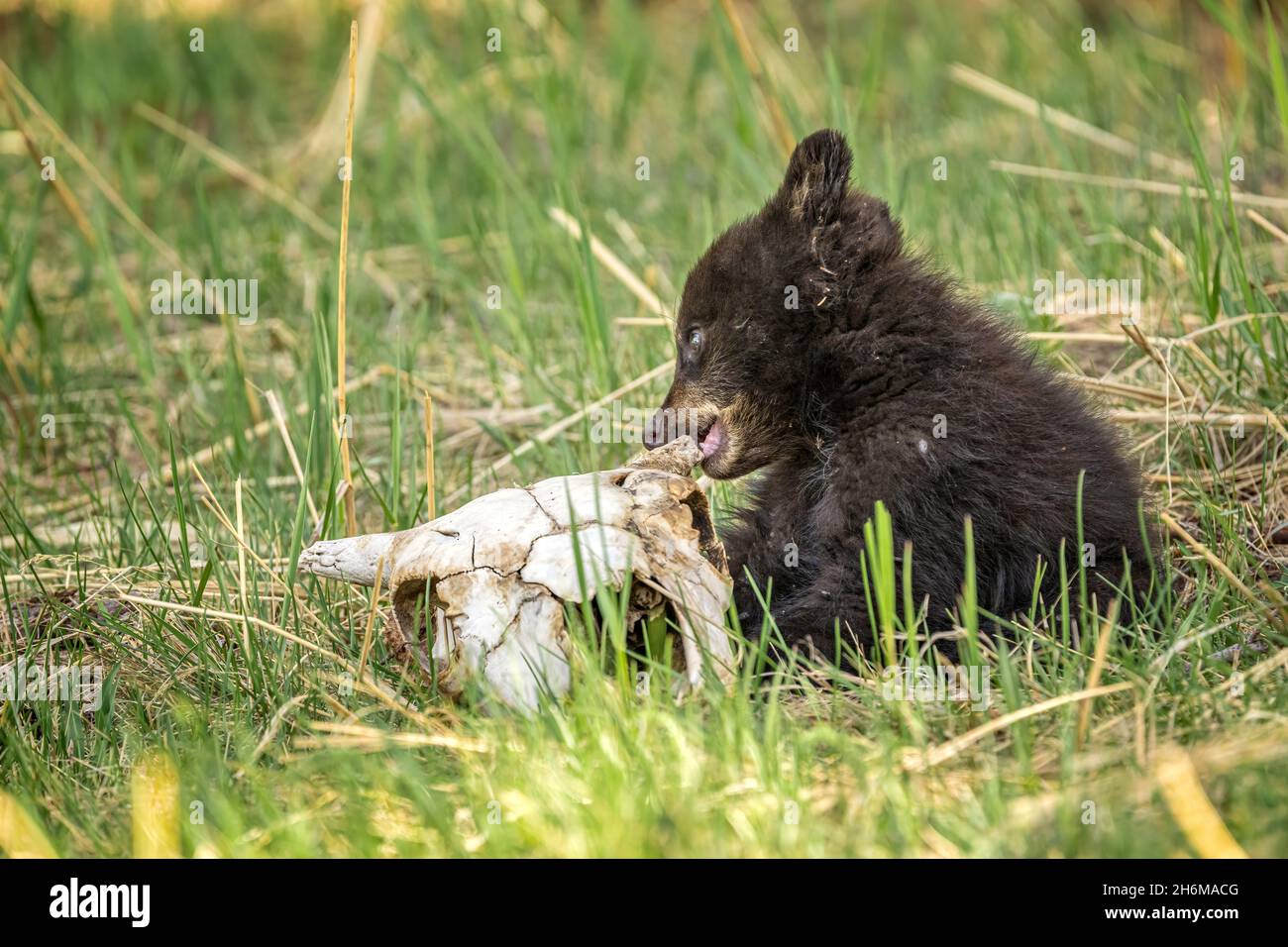 Black bear with cubs by river hi-res stock photography and images - Alamy