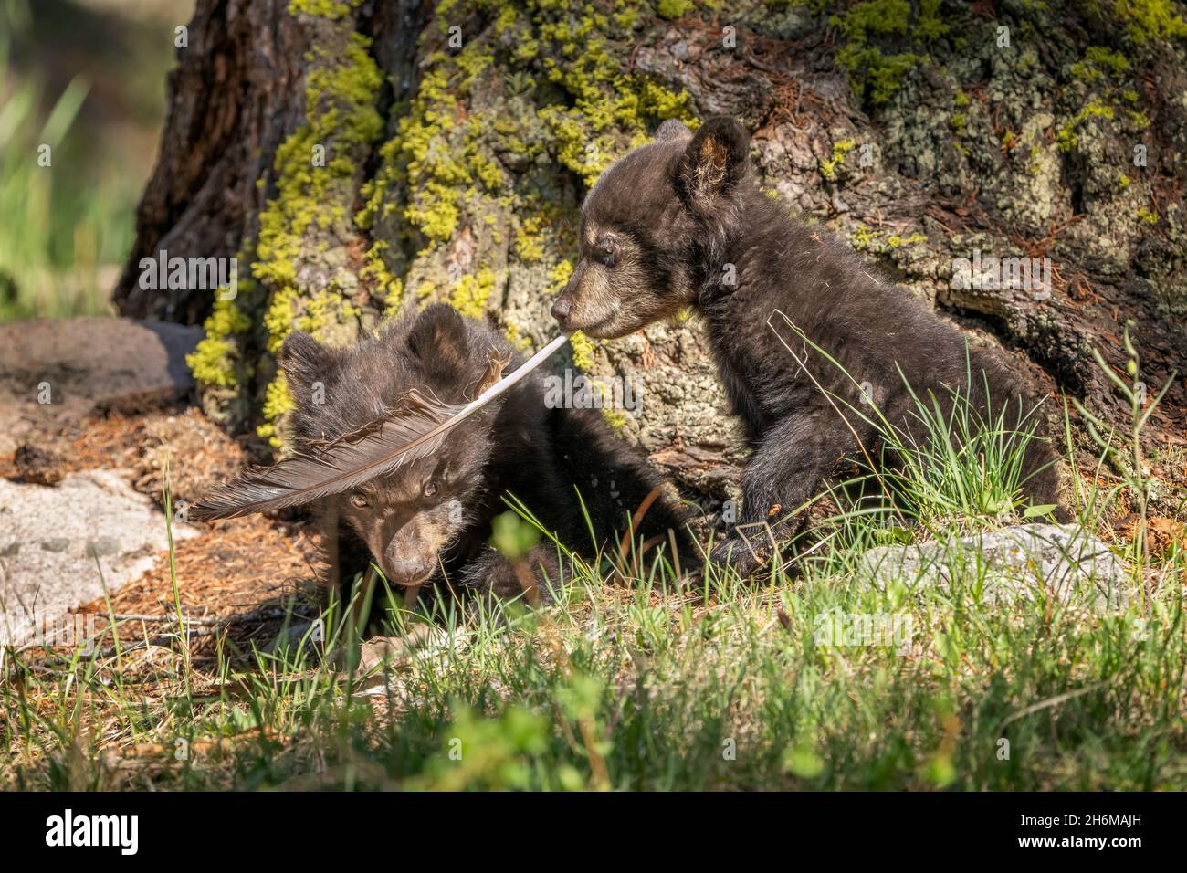 Cute fuzzy little bear cub hi-res stock photography and images - Alamy