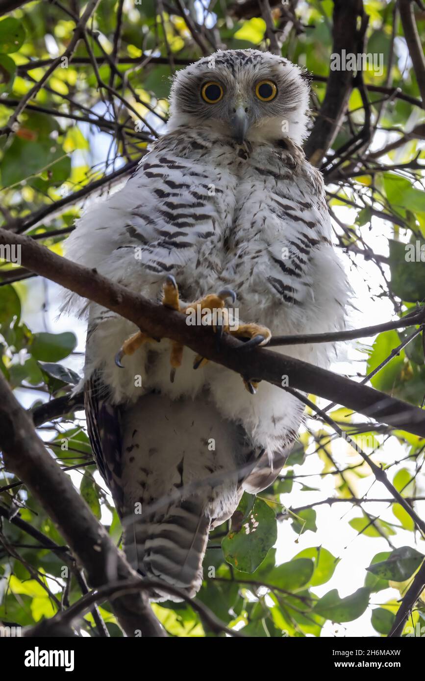 Powerful Owl roosting by day in tree canopy Stock Photo - Alamy