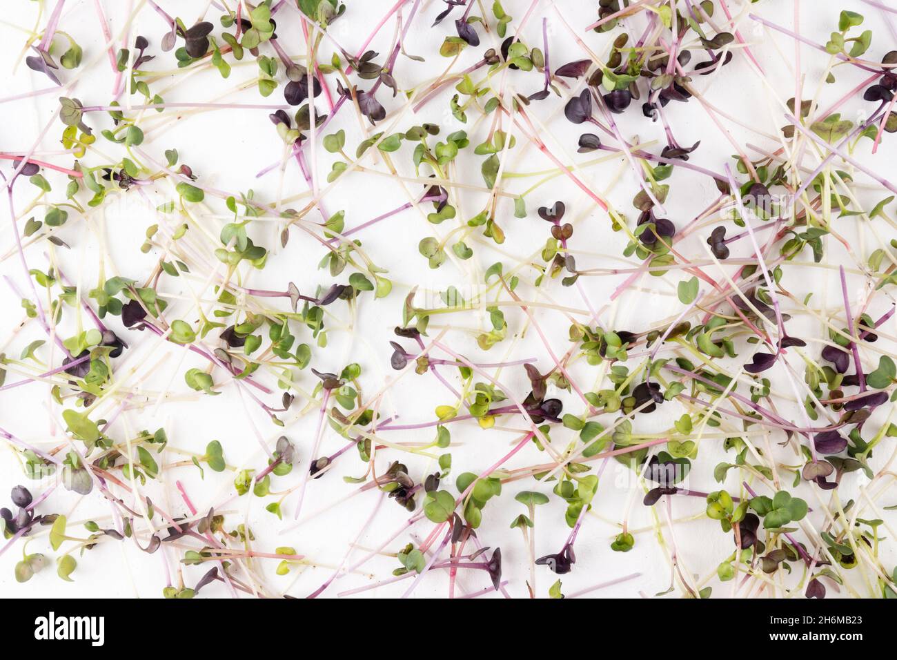 White background with microgreens of radish, vegetable sprouts for a ...