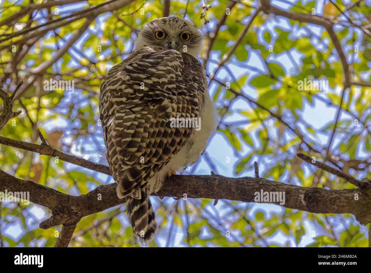 Powerful owl australia hi-res stock photography and images - Alamy