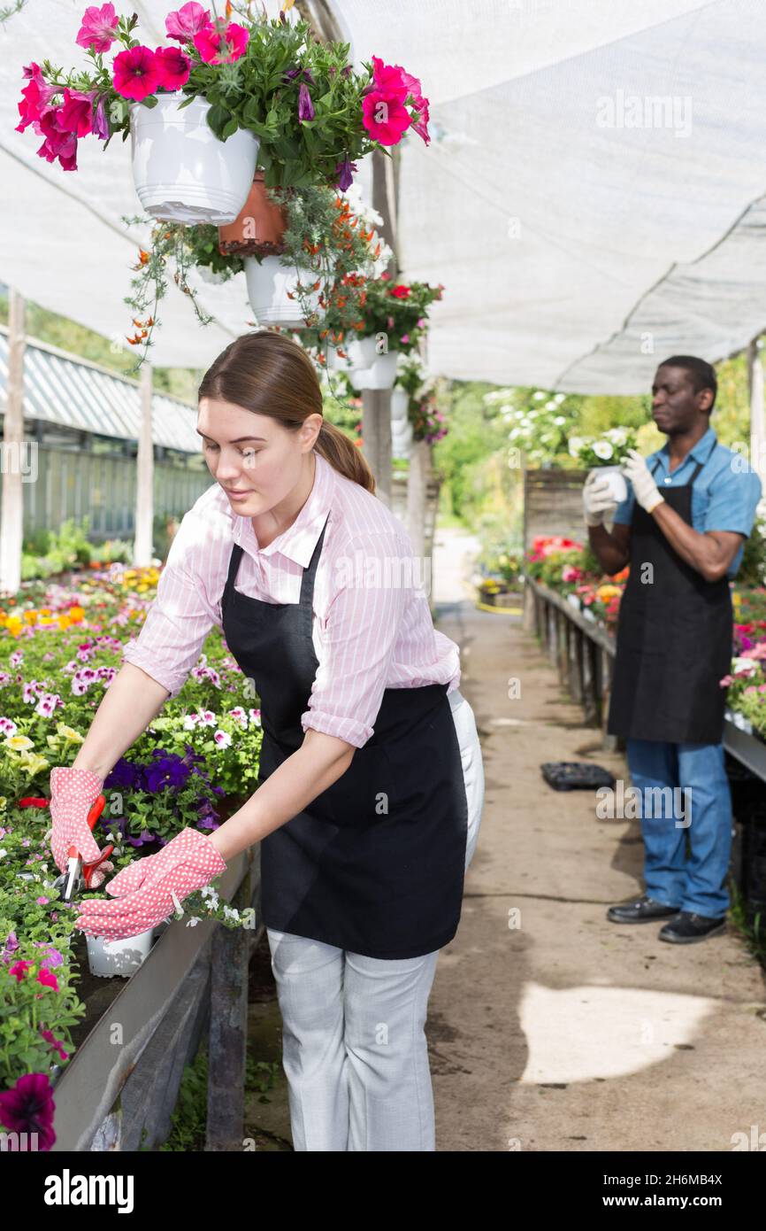 Female worker checking flowers in glasshouse Stock Photo - Alamy