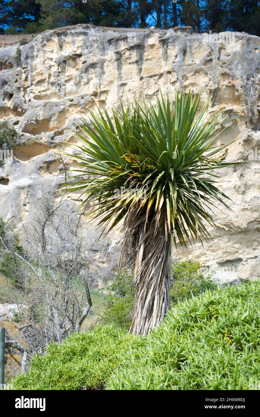 Cabbage tree cordyline australis hi-res stock photography and images ...