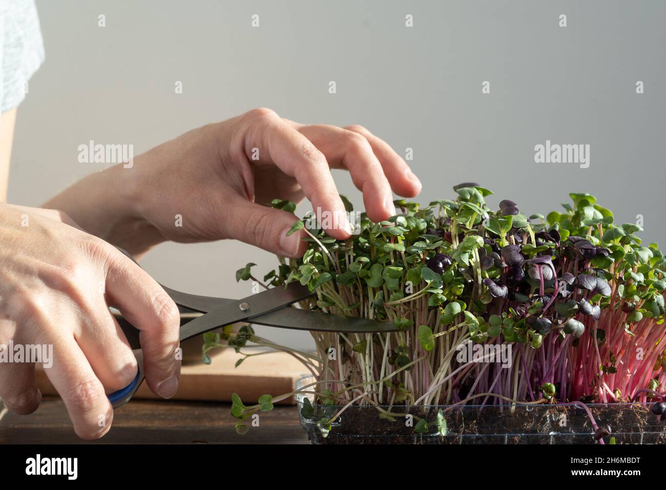 Female hands cutting radish sprouts with scissors, harvesting ...