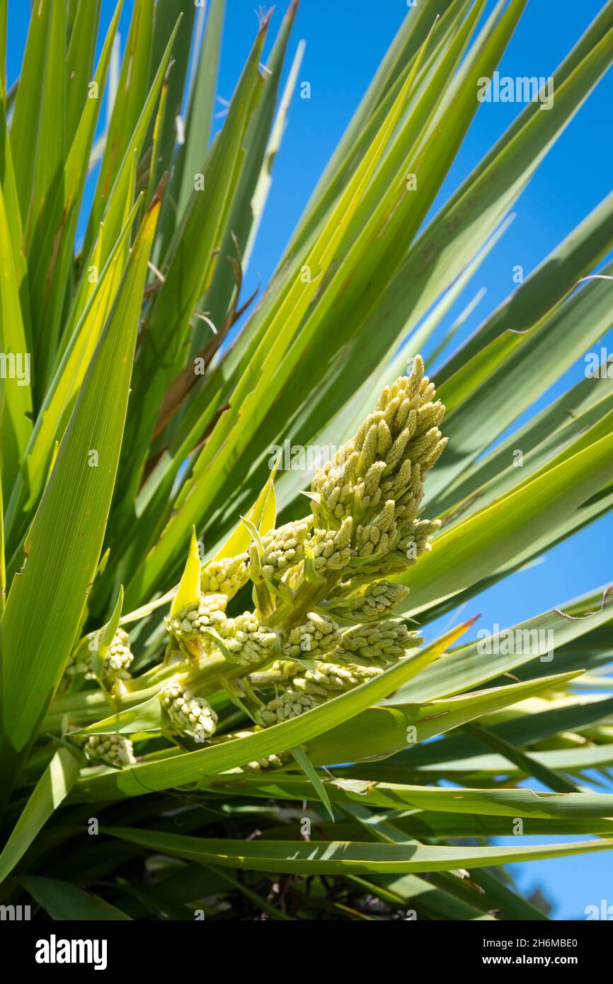 Cabbage tree cordyline australis hi-res stock photography and images ...