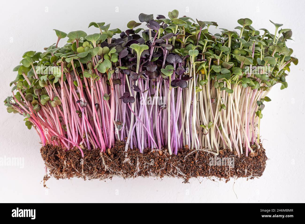 Radish sprouts on a white background, microgreens of vegetables for a ...