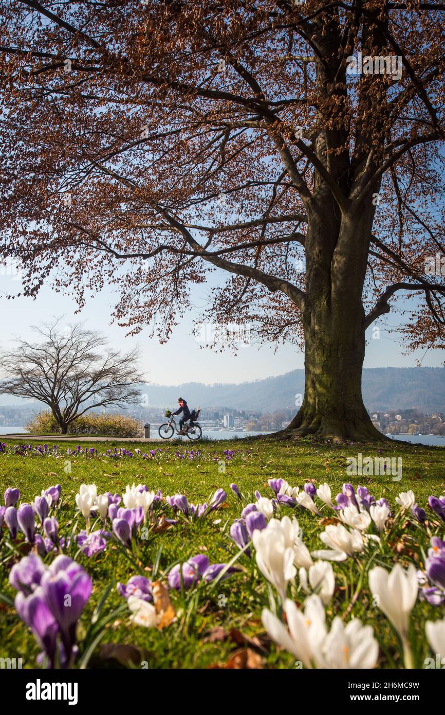 Zurich switzerland lake flag hi-res stock photography and images - Alamy