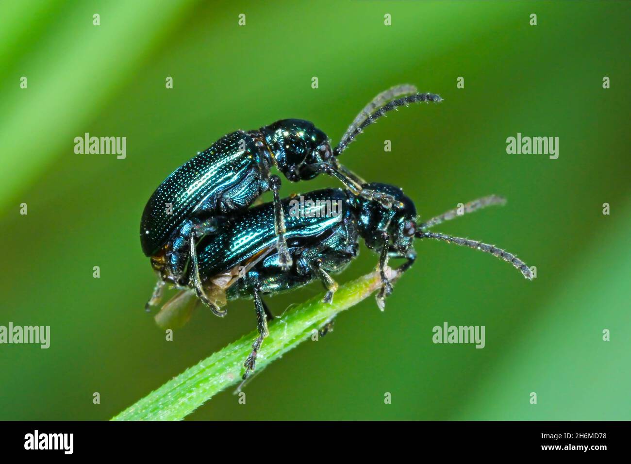 The cereal leaf beetle Oulema gallaeciana is a significant cereals pest ...