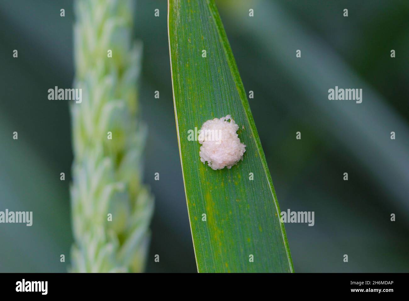 The cereal leaf beetle Oulema gallaeciana is a significant cereals pest ...