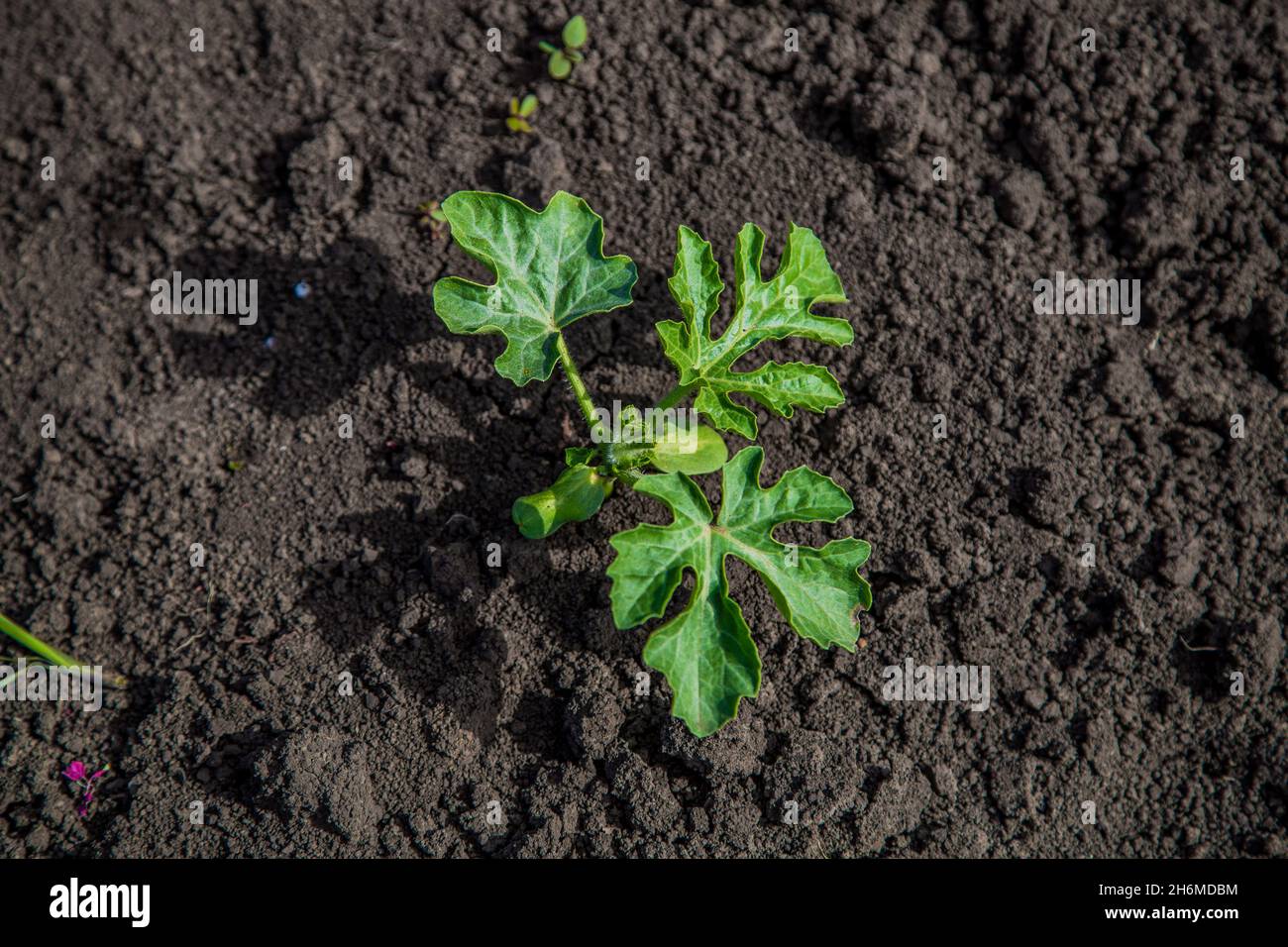 young watermelon seedlings growing on the vegetable bed Stock Photo - Alamy