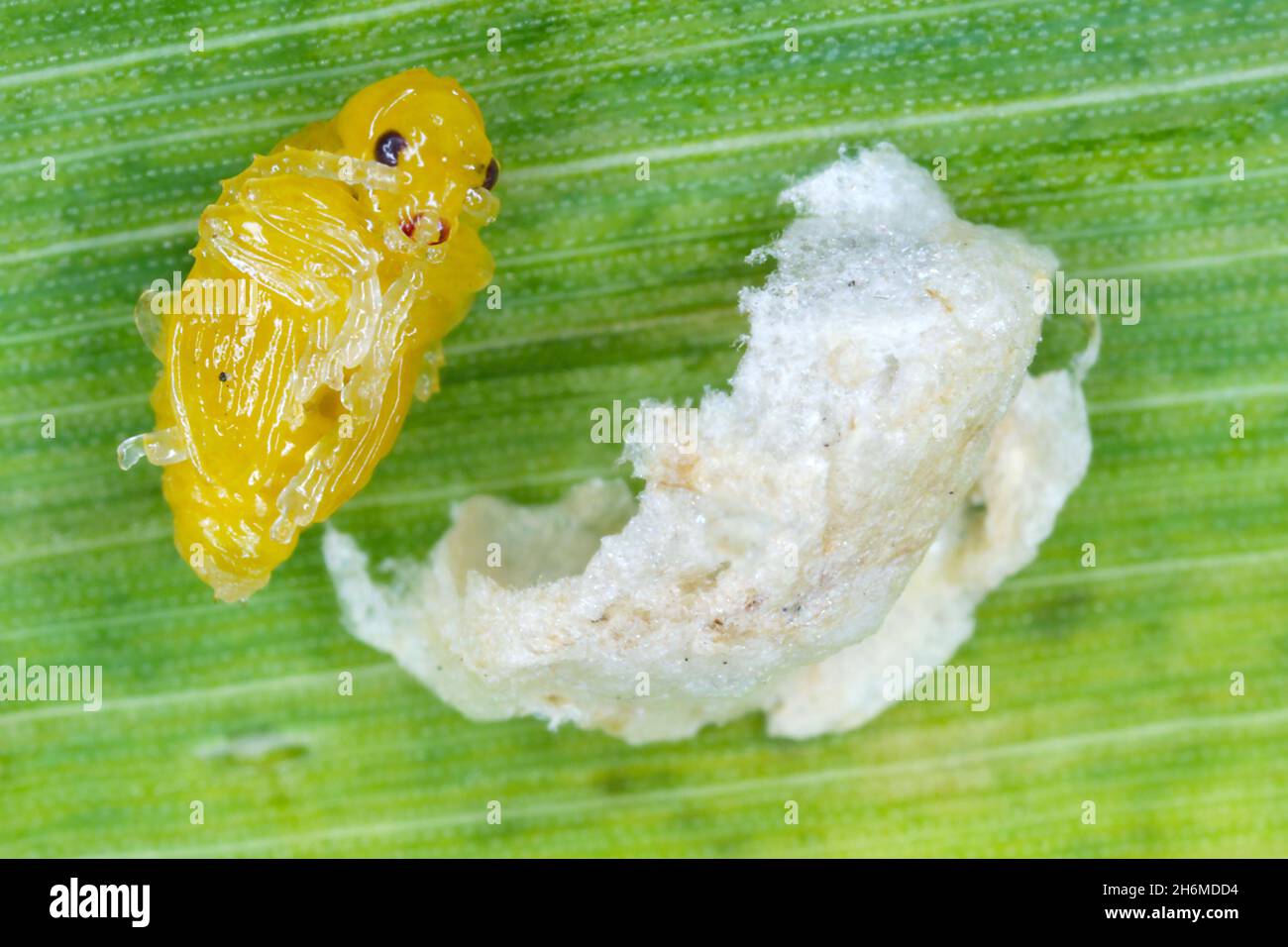 The cereal leaf beetle Oulema gallaeciana is a significant cereals pest. Pupa on leaf of wheat ...