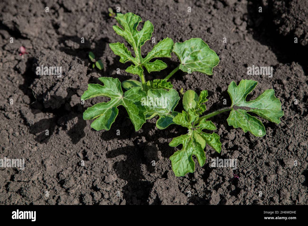 young watermelon seedlings growing on the vegetable bed Stock Photo - Alamy