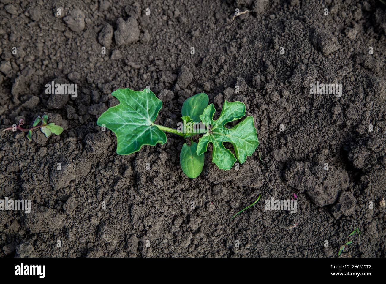 young watermelon seedlings growing on the vegetable bed Stock Photo - Alamy