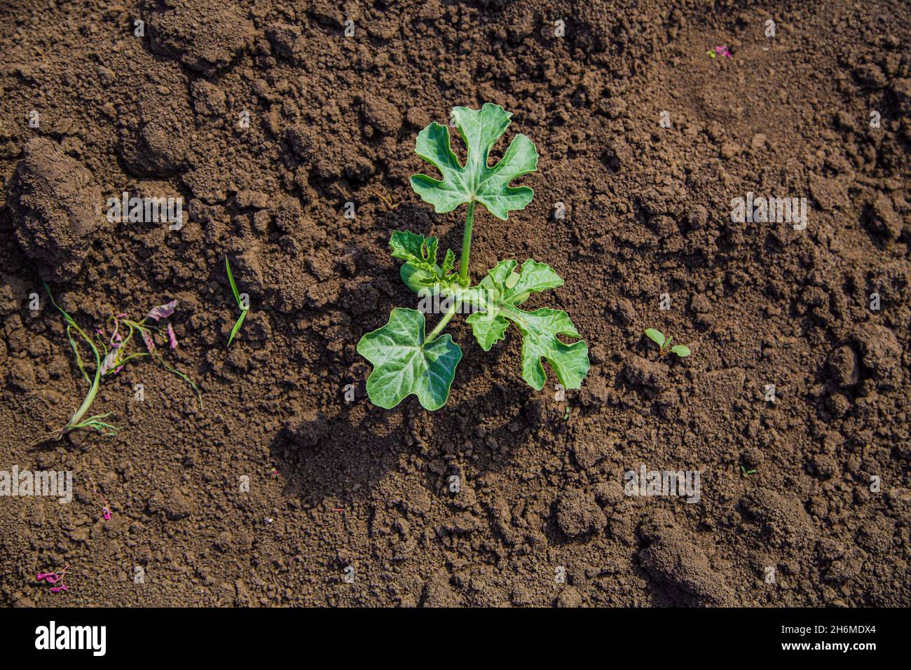 young watermelon seedlings growing on the vegetable bed Stock Photo - Alamy