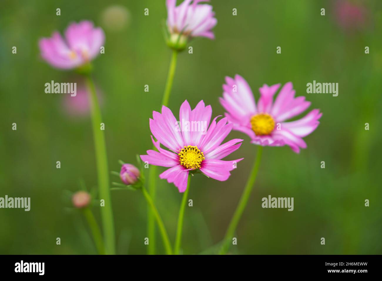 Beautiful cosmo flower field hi-res stock photography and images - Alamy