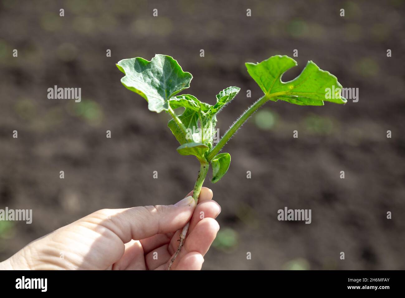 hand holds a young watermelon seedling grow Stock Photo - Alamy