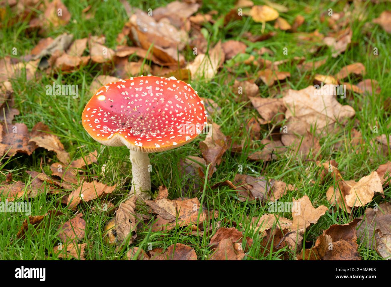 Toadstool identification Fly Agaric, symbiotsis relationship with Birch ...