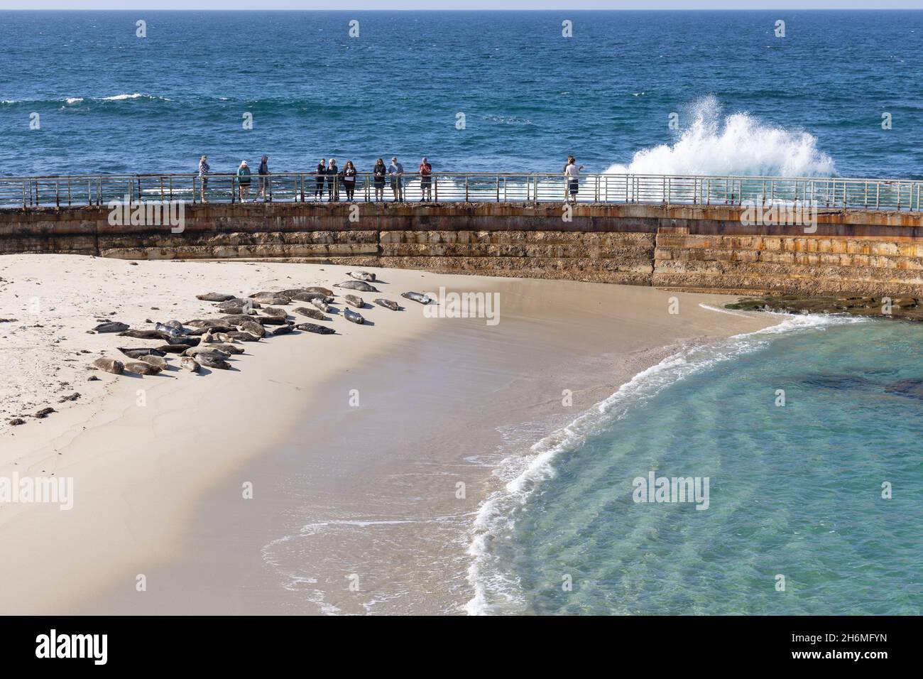 Seals relaxing on a beach in La Jolla Stock Photo - Alamy