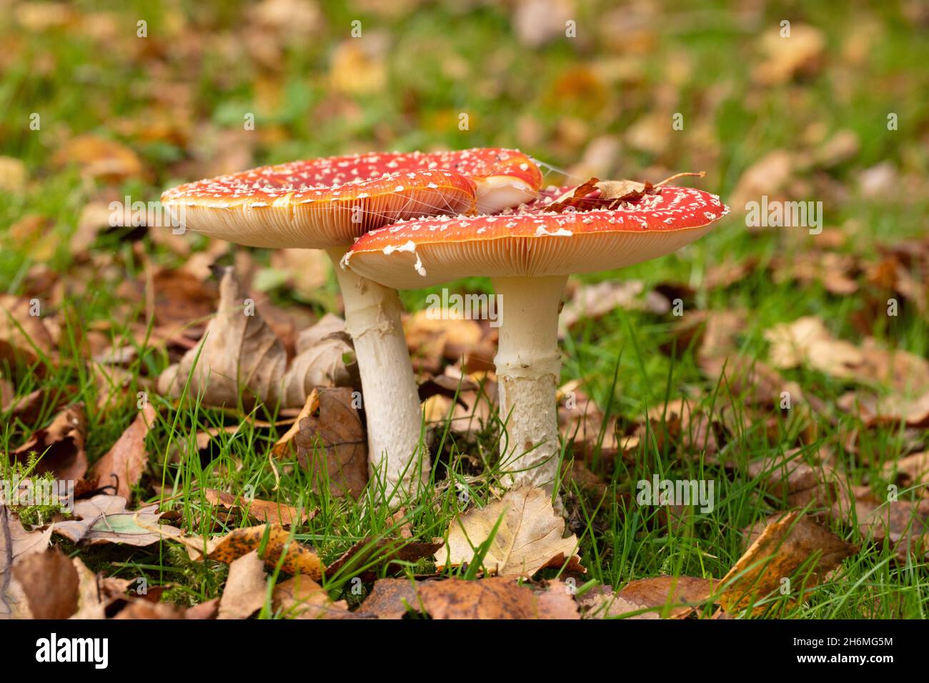 Toadstools poisonous hi-res stock photography and images - Alamy
