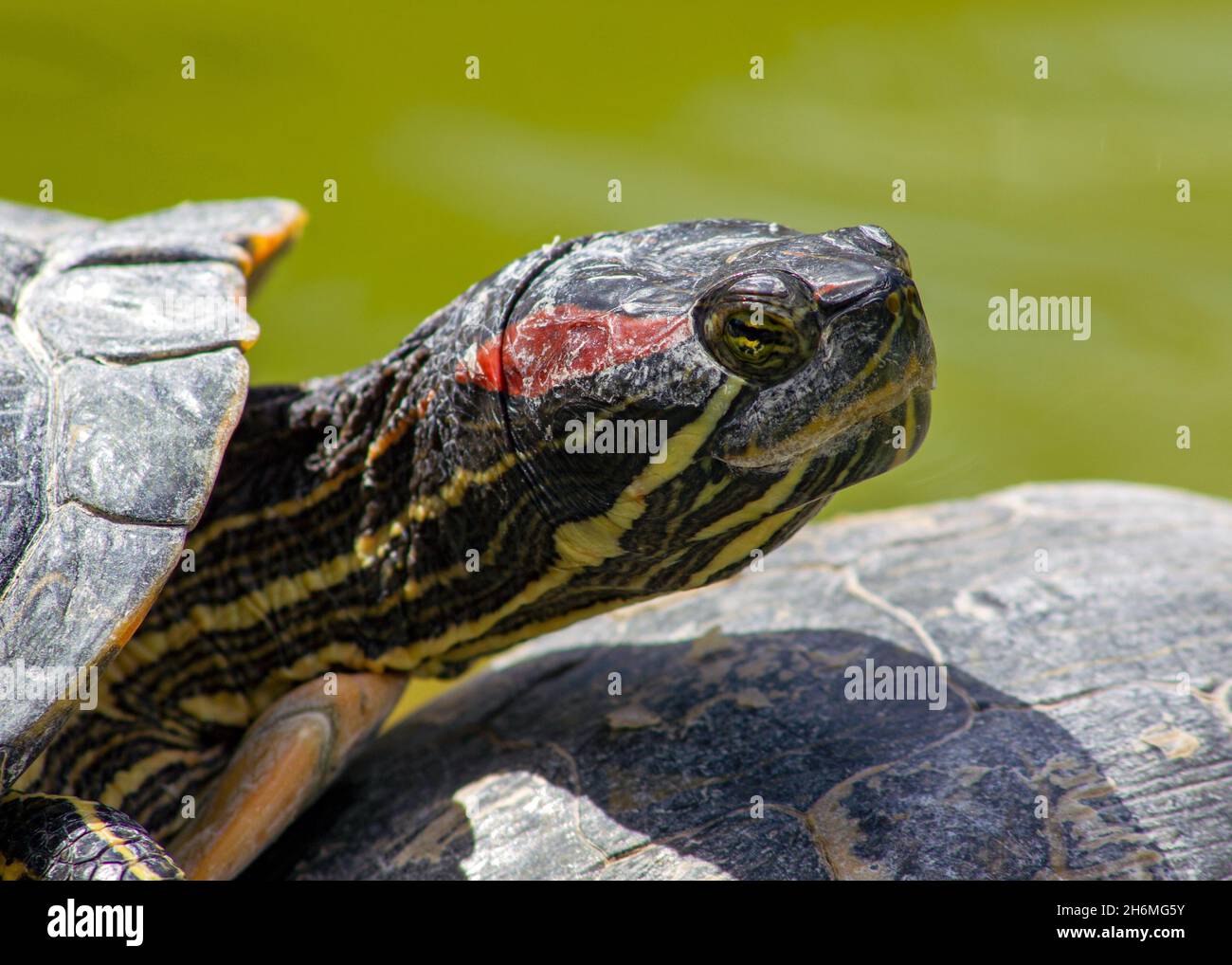Emydidae hi-res stock photography and images - Alamy