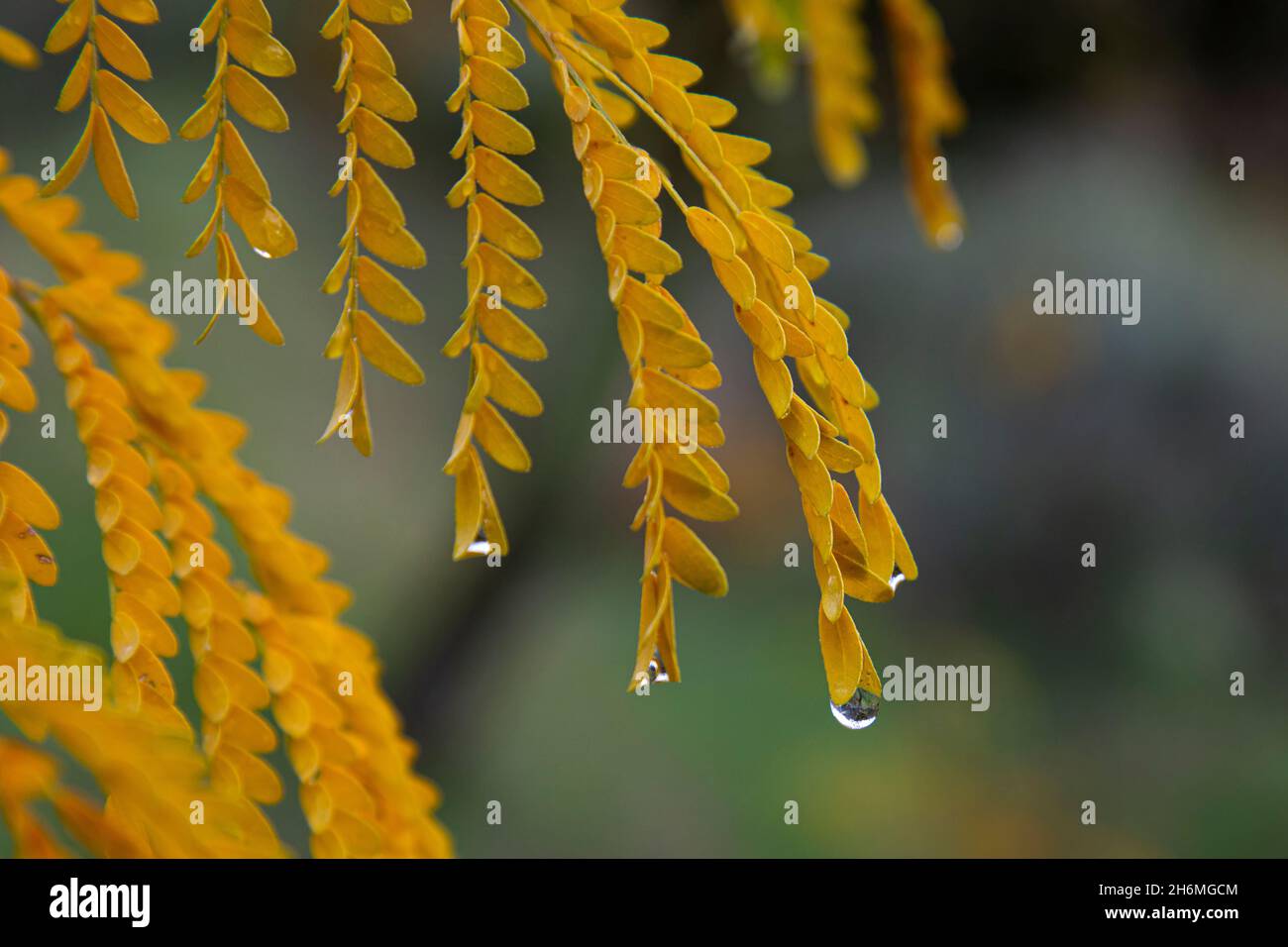 Wet acacia hi-res stock photography and images - Alamy