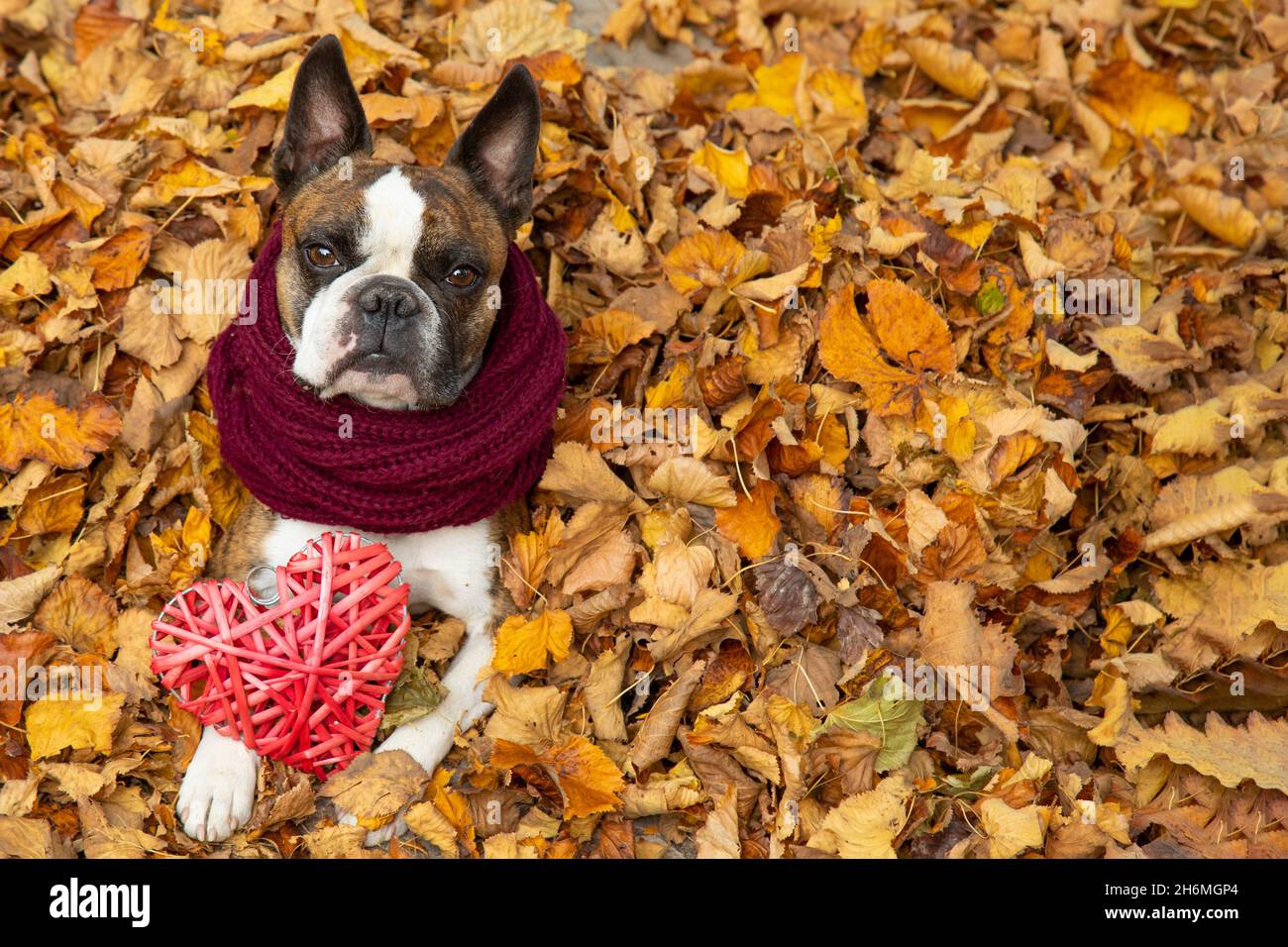 Sad boston terrier hi-res stock photography and images - Alamy