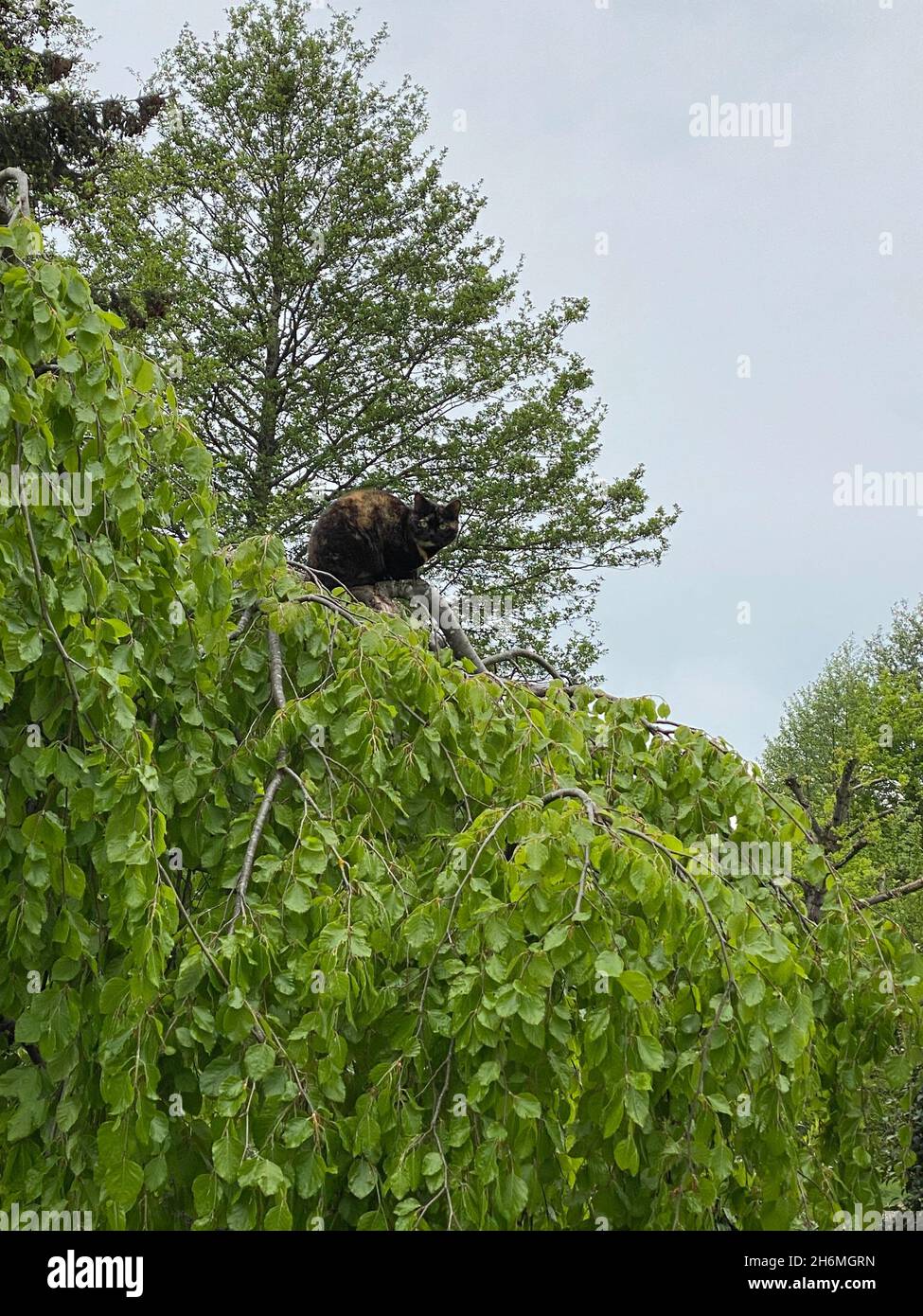 Looking down on pine tree hi-res stock photography and images - Alamy