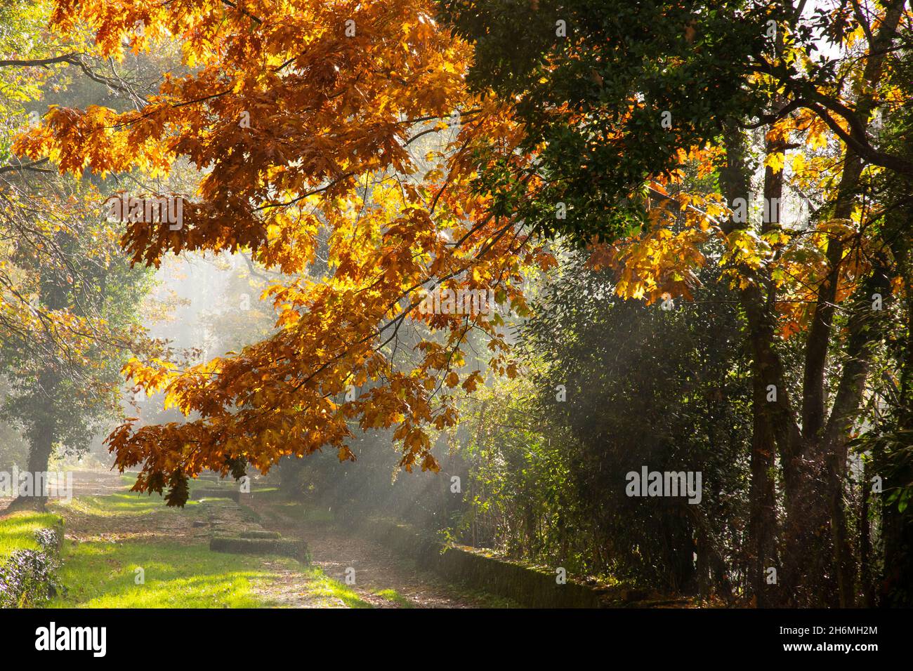 Autumn park during the rain with the sun, sunlight shines through the yellow foliage of maples ...