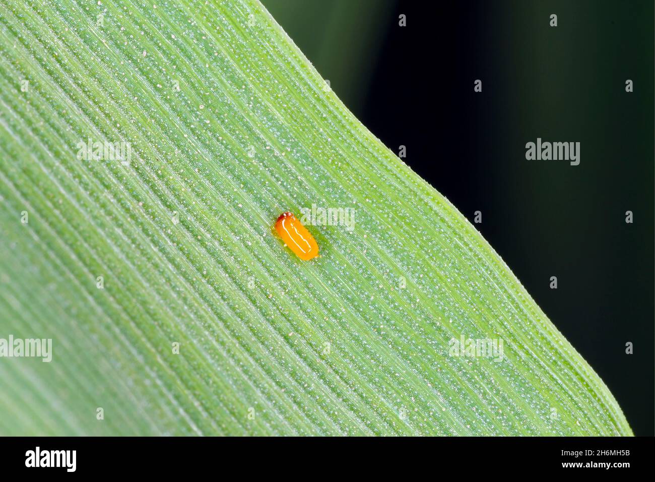 An egg of Cereal leaf beetle (Oulema melanopus) on the cereal leaf. It ...