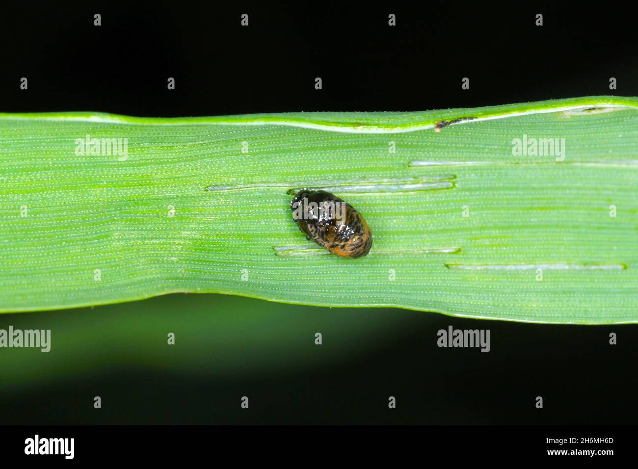 The cereal leaf beetle Oulema gallaeciana is a significant cereals pest ...