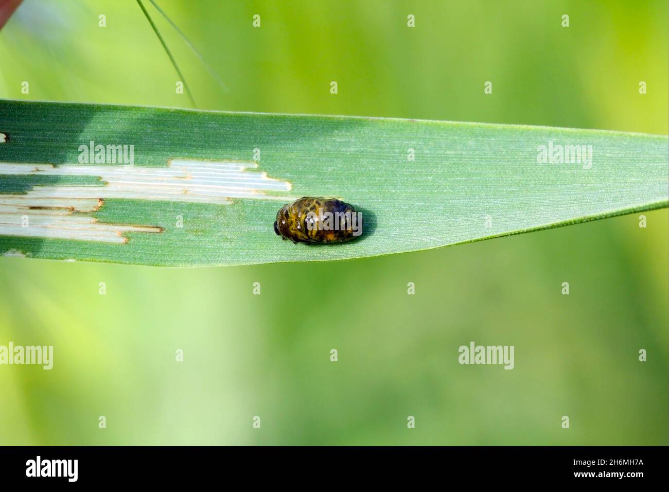 Larva of Cereal leaf beetle (Oulema melanopus) on the cereal leaf. It ...