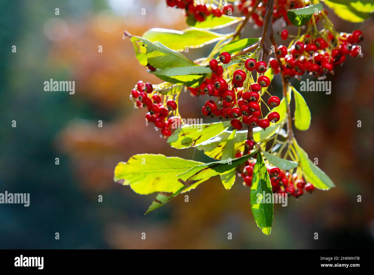 Red berries of Buffaloberry (Shepherdia) on a blurred background Stock ...