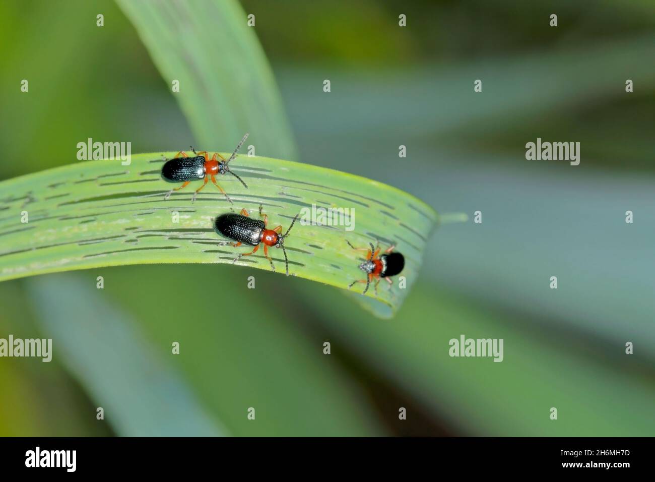 Cereal leaf beetle (Oulema melanopus) on the cereal leaf. It is a ...