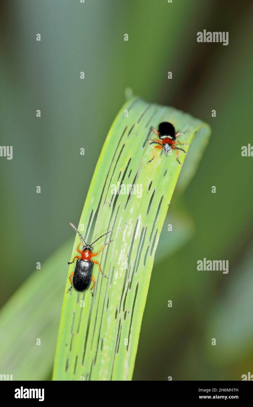Cereal leaf beetle (Oulema melanopus) on the cereal leaf. It is a ...