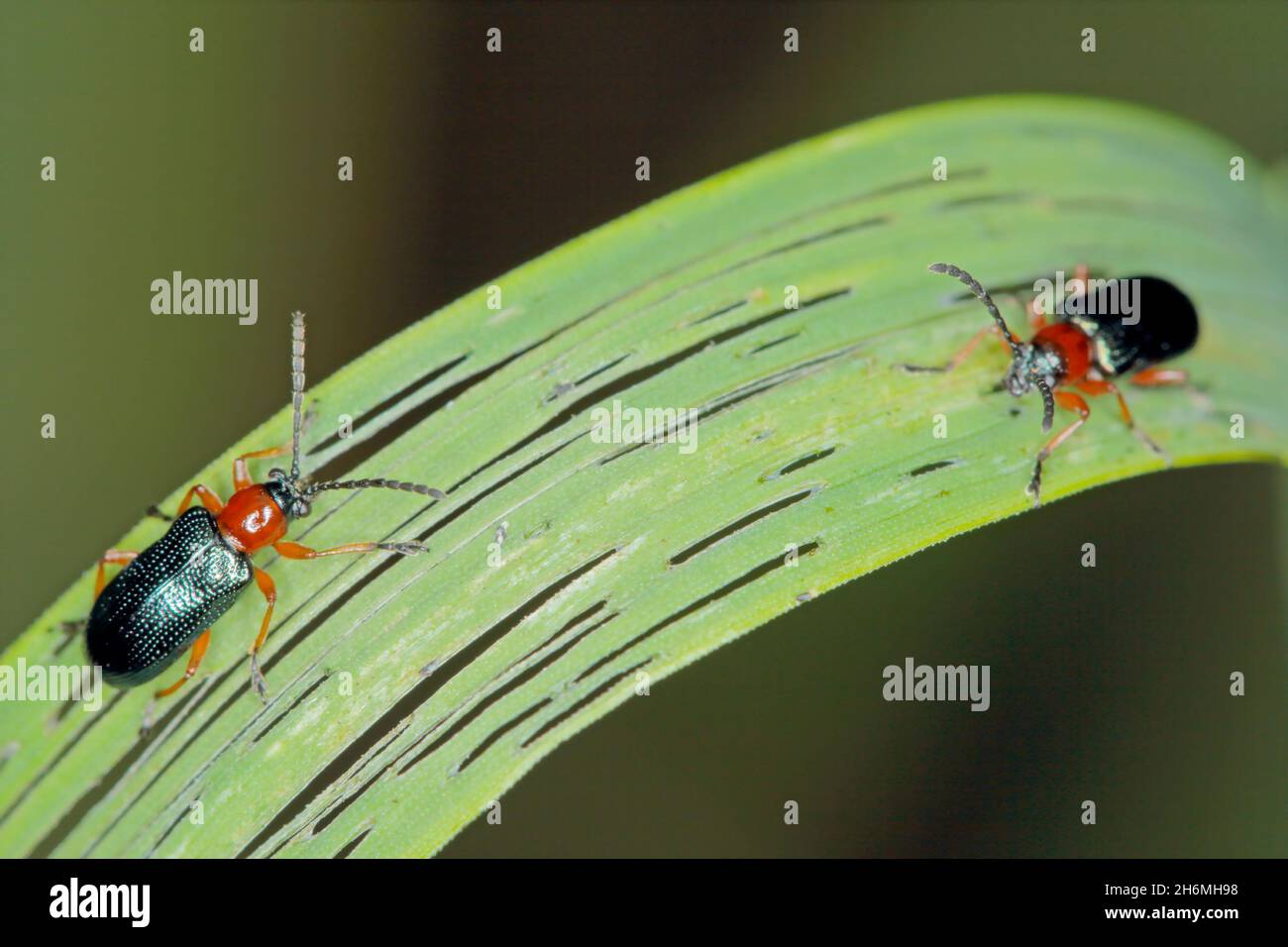 Cereal leaf beetle hi-res stock photography and images - Alamy
