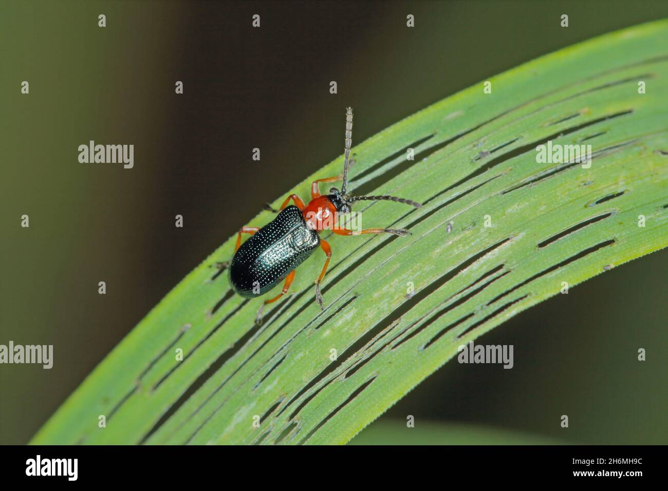 Cereal leaf beetle (Oulema melanopus) on the cereal leaf. It is a ...