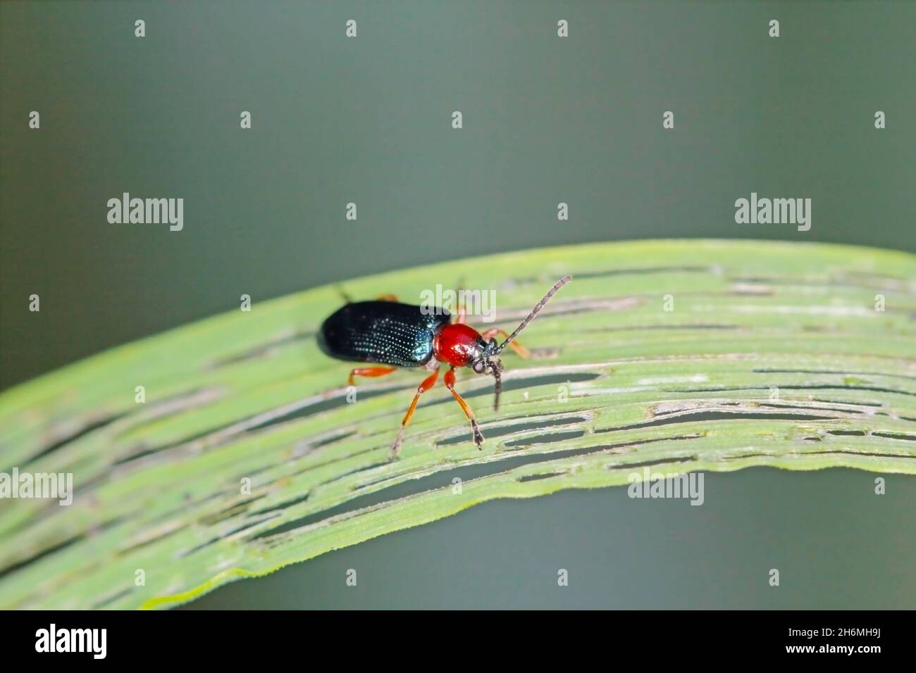 Cereal leaf beetle (Oulema melanopus) on the cereal leaf. It is a ...