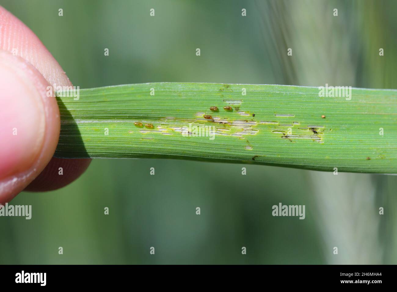 Eggs of Cereal leaf beetle (Oulema melanopus) on the cereal leaf. It is ...