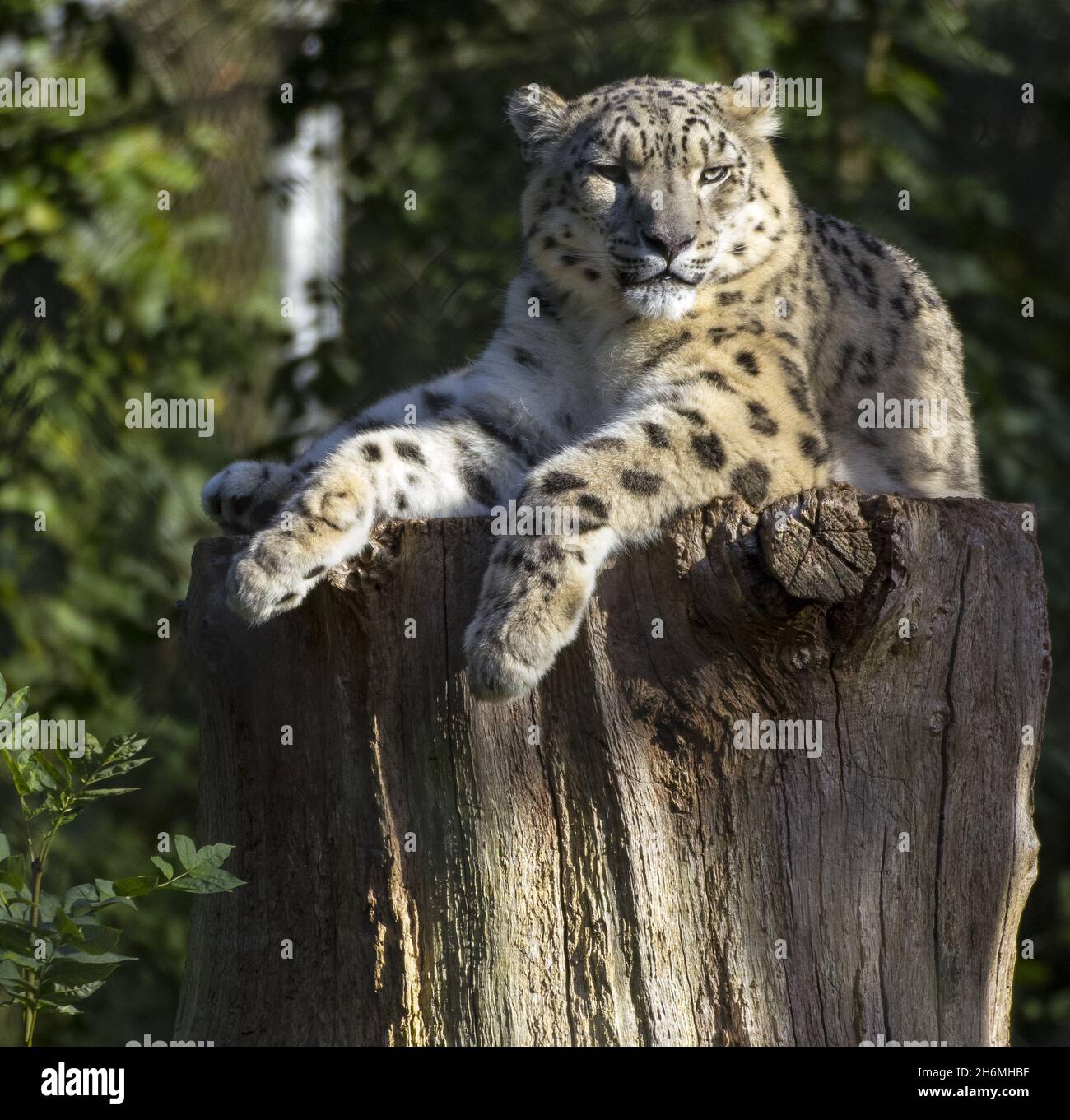 Leopard claws hi-res stock photography and images - Alamy