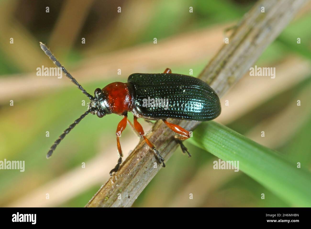 Cereal leaf beetle (Oulema melanopus) on the cereal leaf. It is a ...