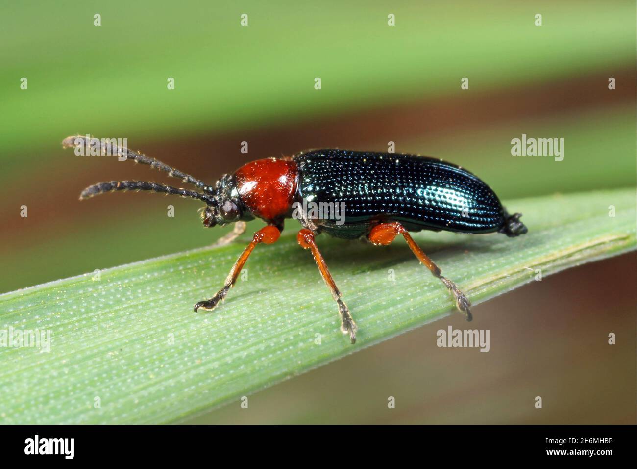 Cereal leaf beetle (Oulema melanopus) on the cereal leaf. It is a ...