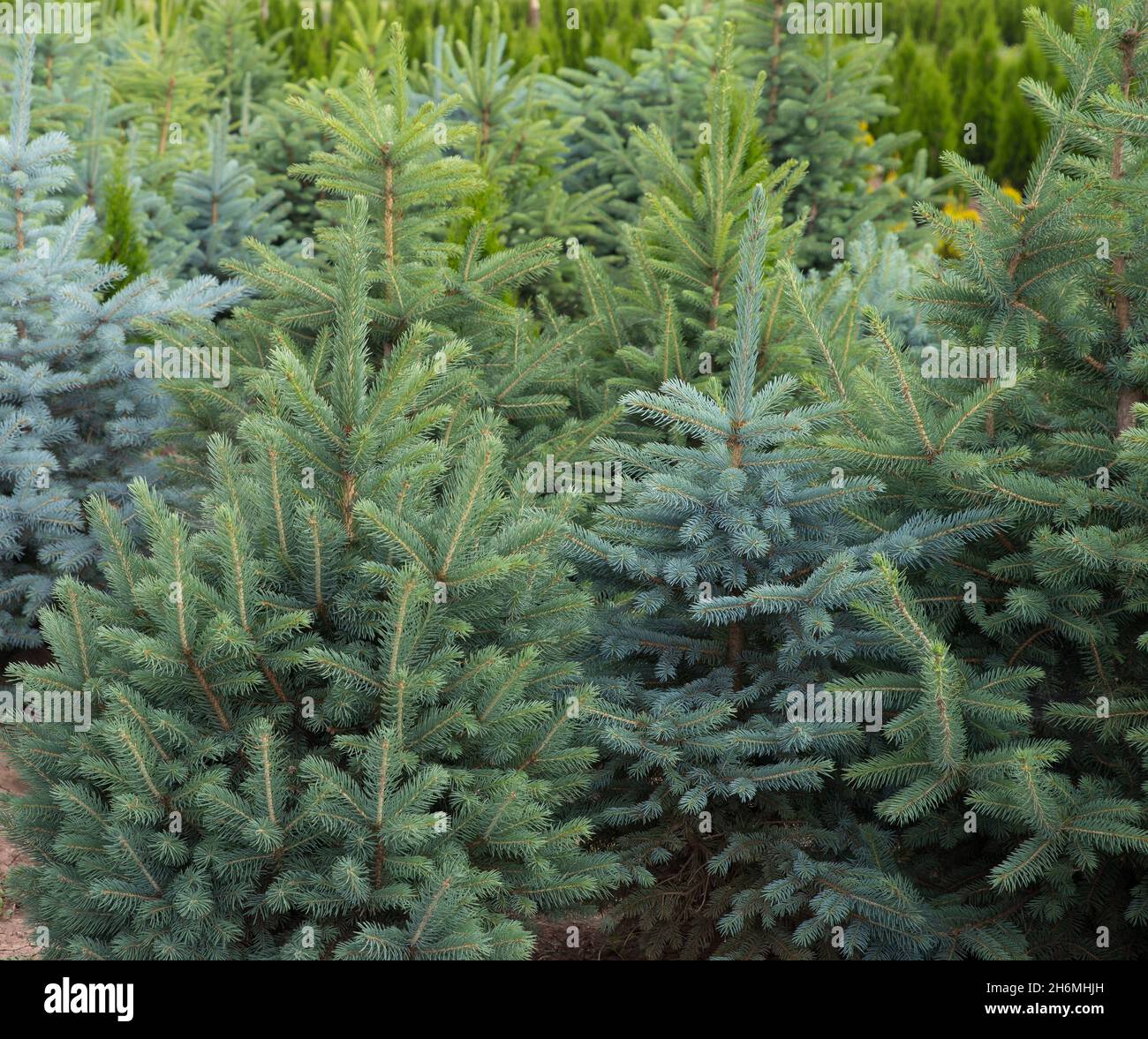 Young fir trees. Plant nursery Stock Photo - Alamy