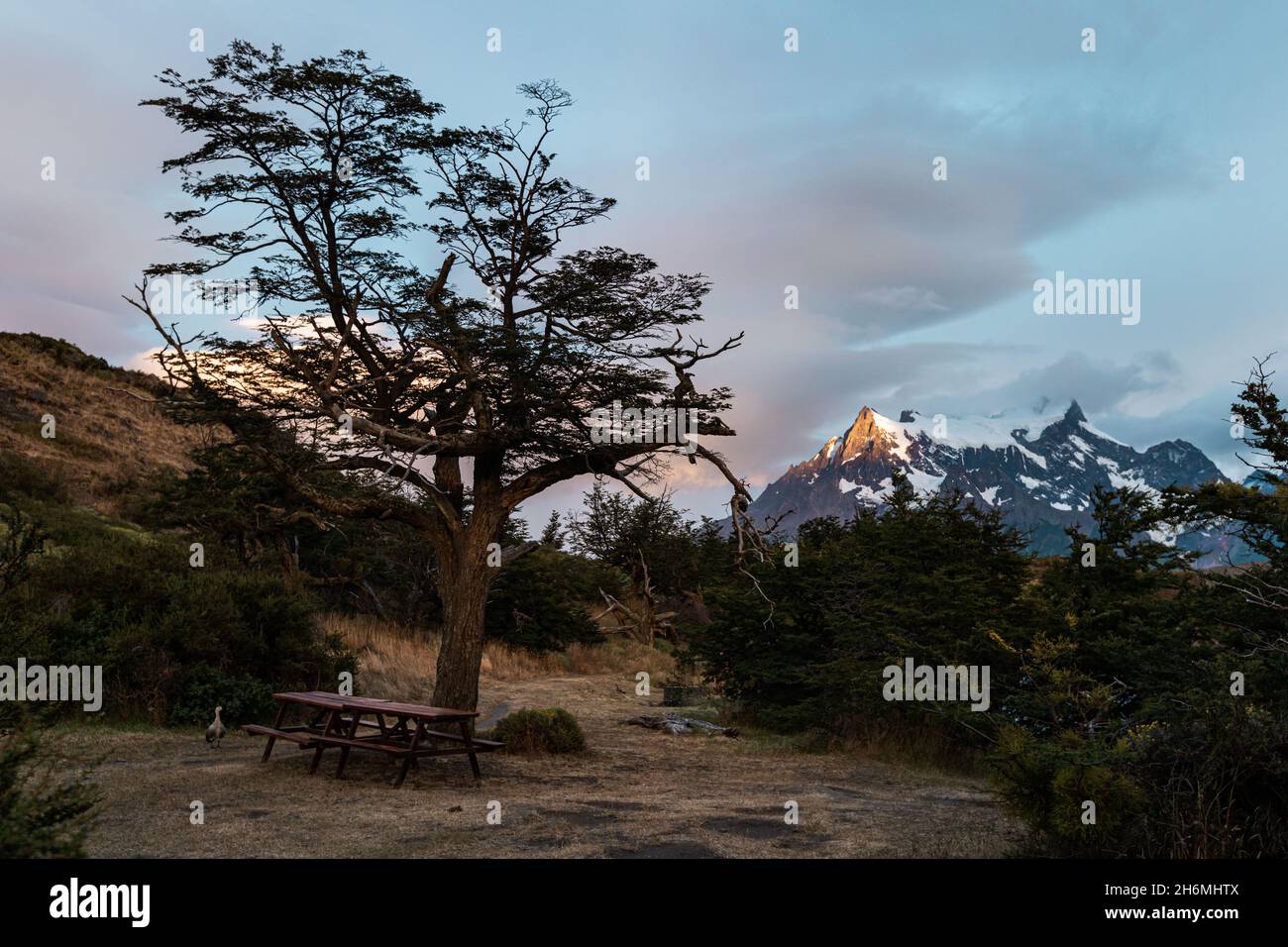 Outdoor dining area under the tree, Torres del Paine National Park ...