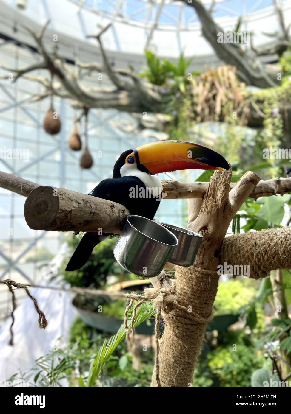Vertical shot of a Toco toucan perched on a tree in a zoo in Dub Stock ...